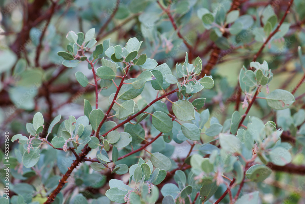 Green simple alternate distally mucronulate proximally broad-rounded ...