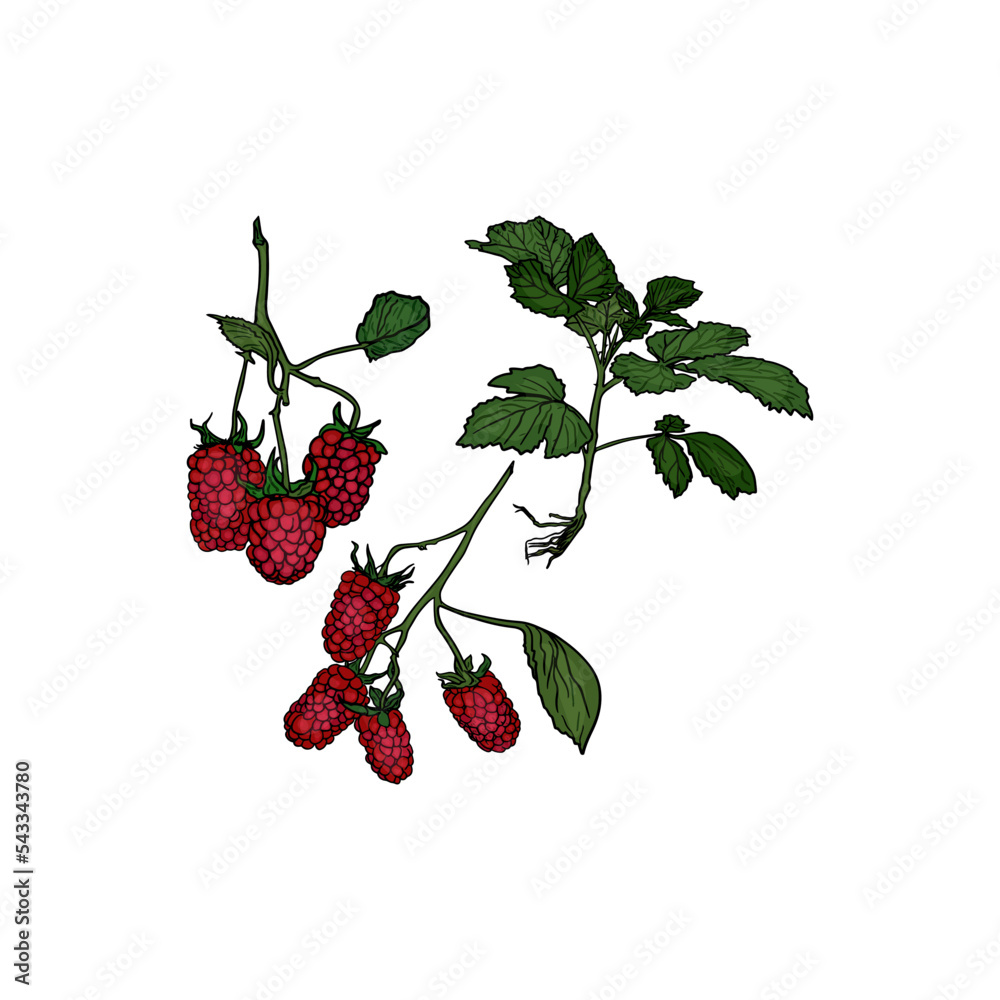 Isolated vector illustration of a raspberry branch on a white background. Berries, raspberry ...