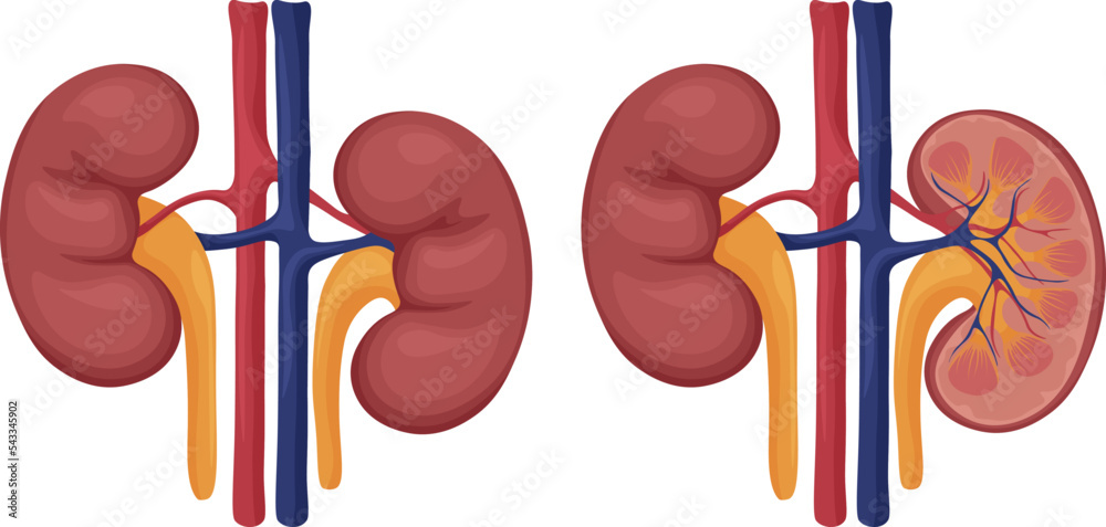 Human kidneys. The image of human kidneys whole and in section ...