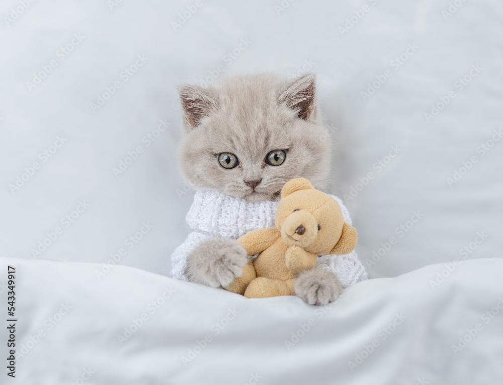 Cute kitten wearing warm sweater hugs favorite toy bear under white ...