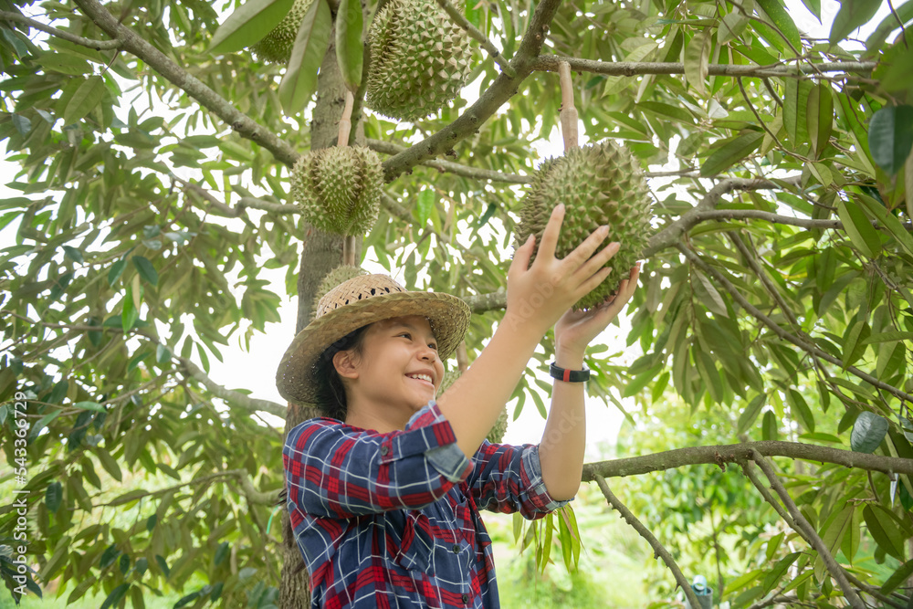 Happy teenager asian woman farmer holding durian in plantation on the ...