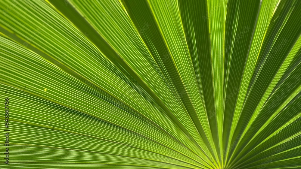 Leaf fan. Palm leaf. Diagonal lines of the structural sheet. Green ...