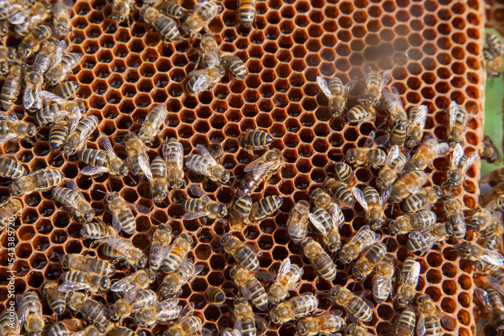 Queen bee in centre. Honeybees in nest around queen bee. . Stock Photo ...