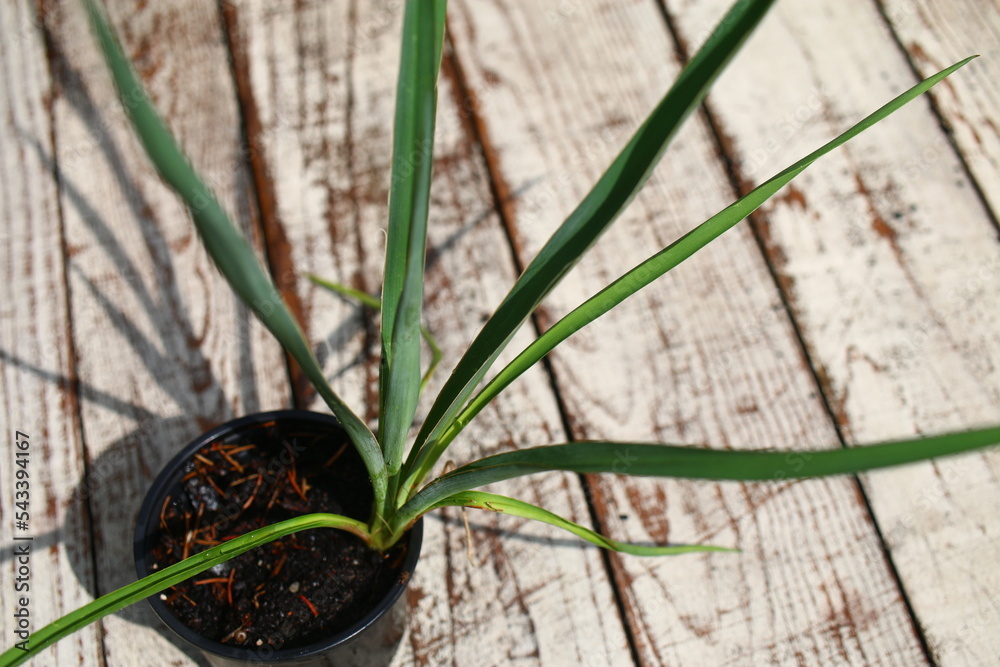 yucca jukka juka ogrodowa Stock Photo | Adobe Stock