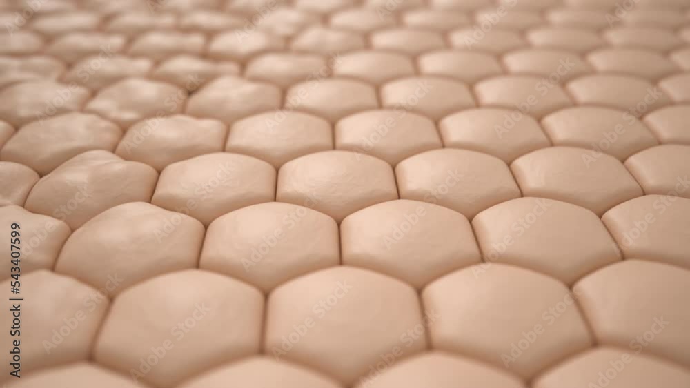 Animation skin layers and reduce up saggy skin cell. Deep whitening of ...