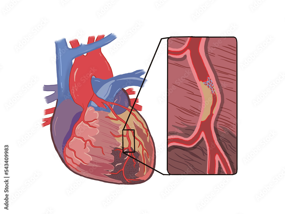 Heart and vein sketch hand drawing transparent background Stock ...