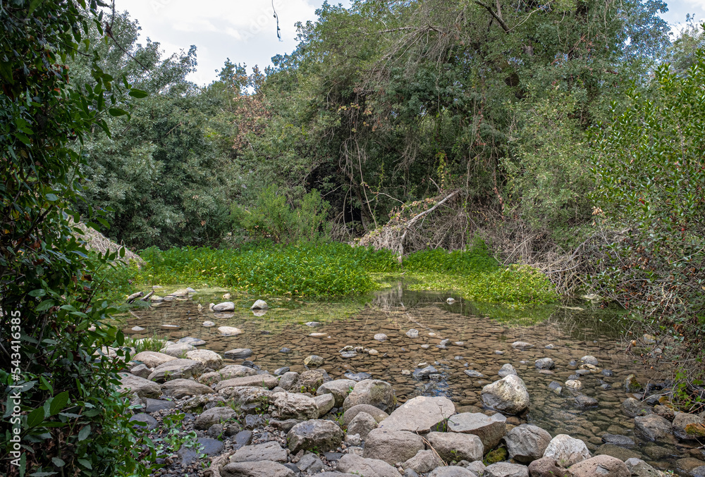 Hidden pond in Tel Dan Nature Reserve and National Park, Kibbutz Dan ...