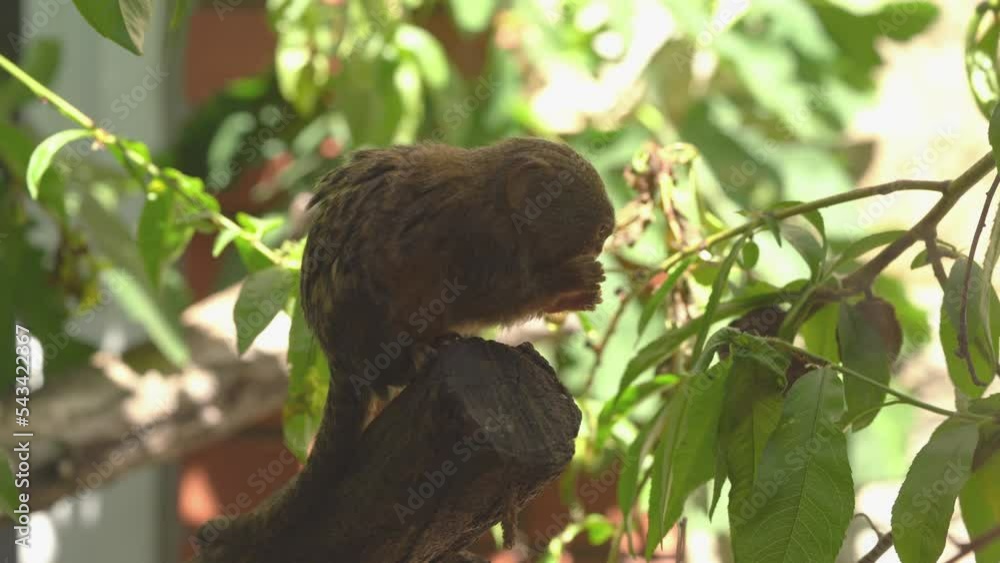 The pygmy marmoset (Cebuella pygmaea) is a small species of New World ...
