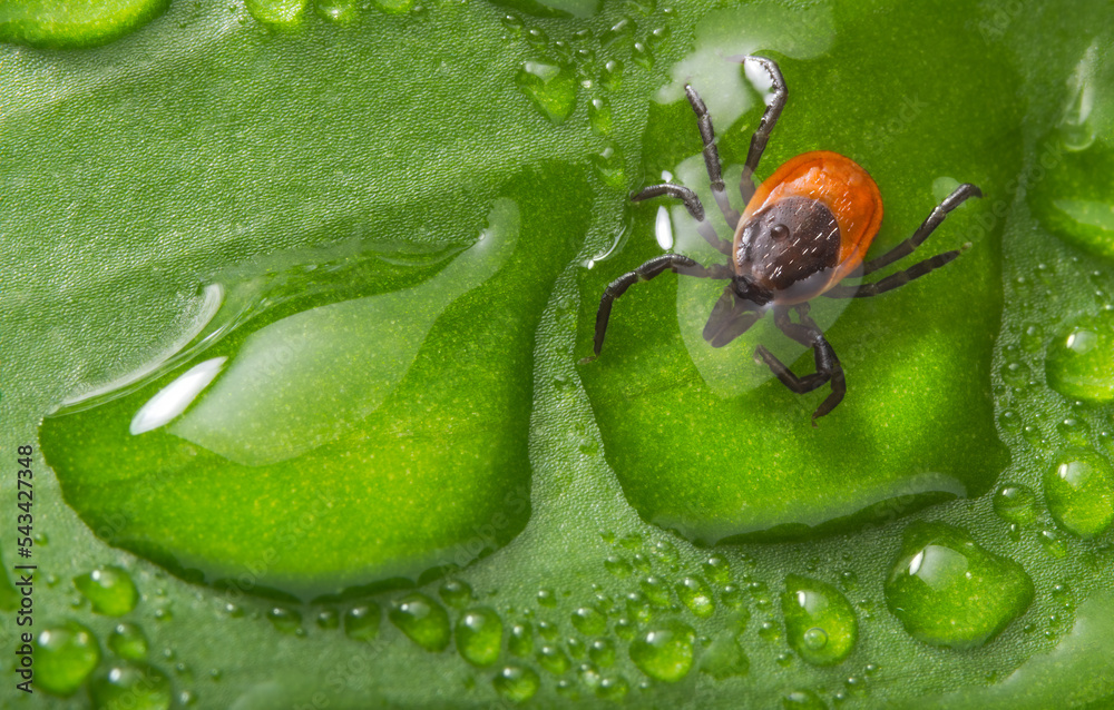 Black legged insect parasite deer tick in big water drop on a natural ...