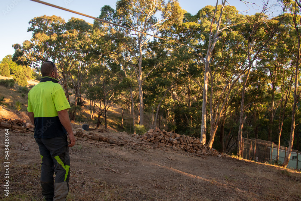 Arborist at work surveying tree for felling Stock Photo | Adobe Stock