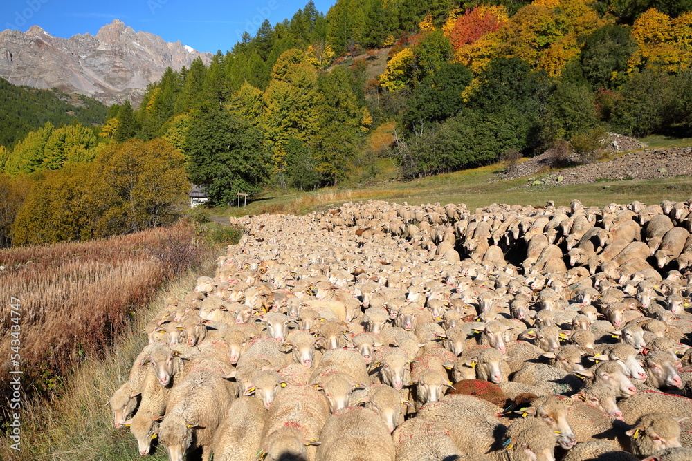 A flock of sheep in Vallee de la Claree (Claree Valley) above Nevache ...