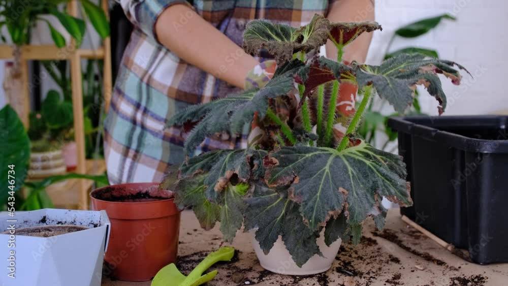 Transplanting a home plant Begonia into a pot with a face. A woman ...