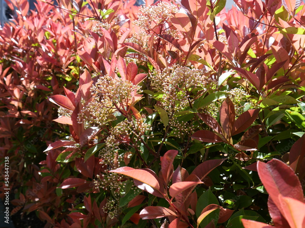 Photinia glabra, Red robin flowers the Japanese photinia, is a species ...