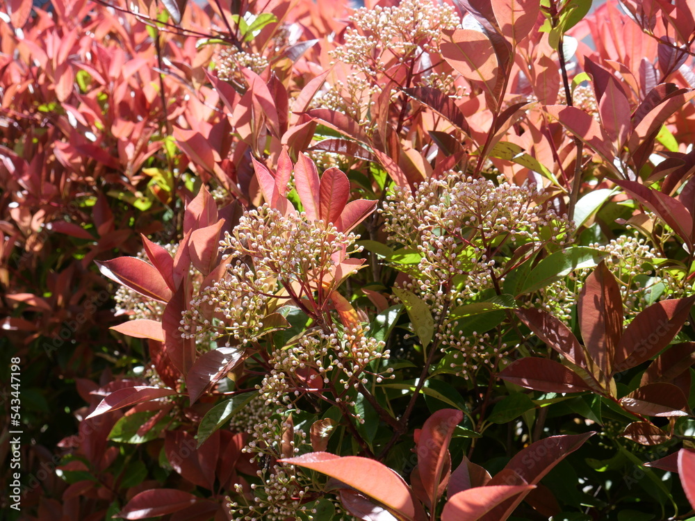 Photinia glabra, Red robin flowers the Japanese photinia, is a species ...