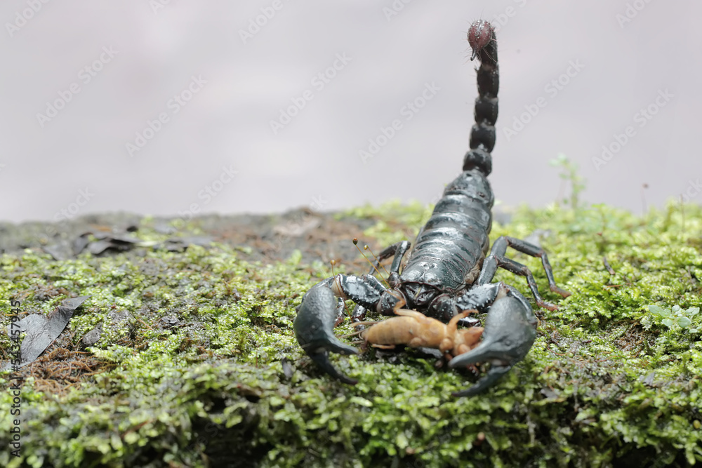 An Asian forest scorpion prepares to prey on a mole cricket on a rock ...