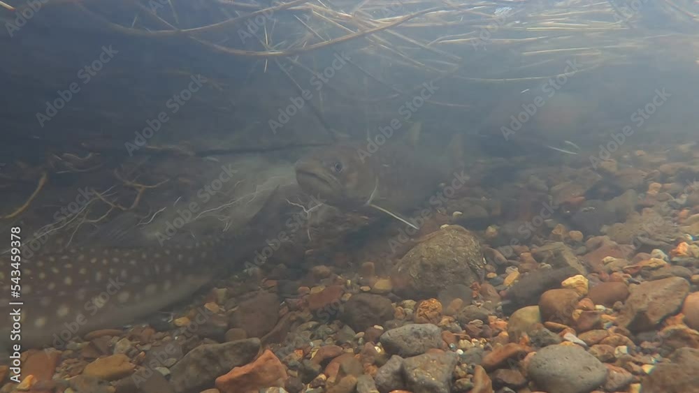 Vidéo Stock Spawning underwater video of Amemasu in the wetland river ...
