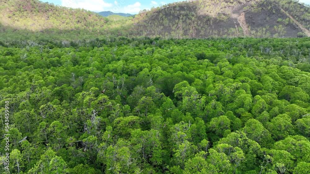 Sunda flying foxes, Acerodon mackloti, fly above the green canopy of a ...