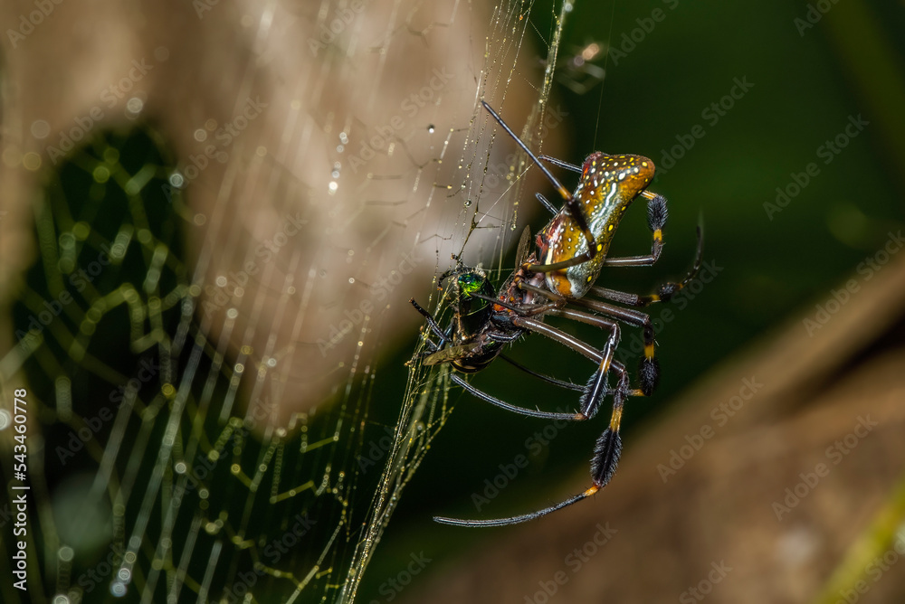 Nephila spider eating a fly. Also called golden silk orb-weaver, golden ...
