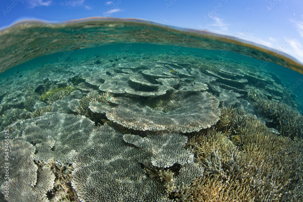 Reef-building corals compete for space on a shallow, healthy reef near ...