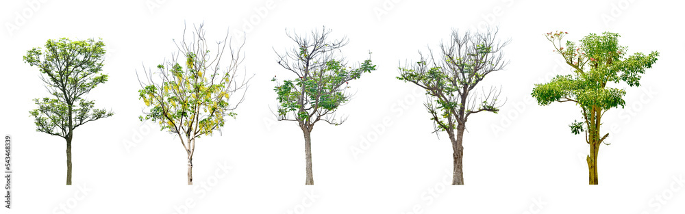 Collection Tree without leaves Black trunk and branches. (autumn ...