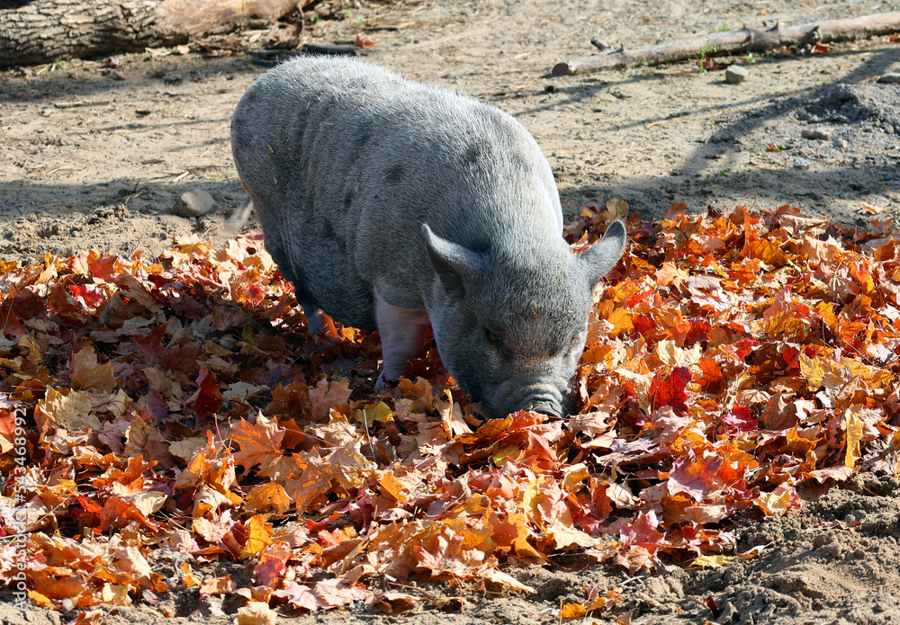 In fall vietnamese Pot-bellied is the exonym for the Lon I an ...