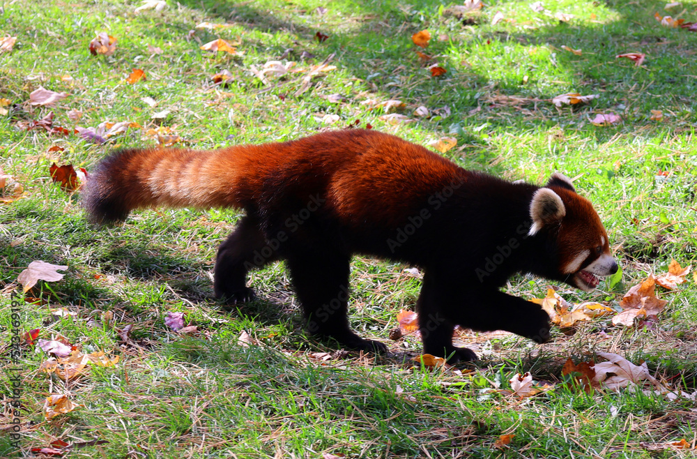 The red panda (Ailurus fulgens), also called lesser panda and red cat ...