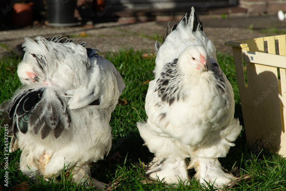 Ayam Cemanida's most expensive chicken in the world Stock Photo | Adobe ...