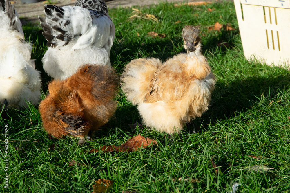 Ayam Cemanida's most expensive chicken in the world Stock Photo | Adobe ...