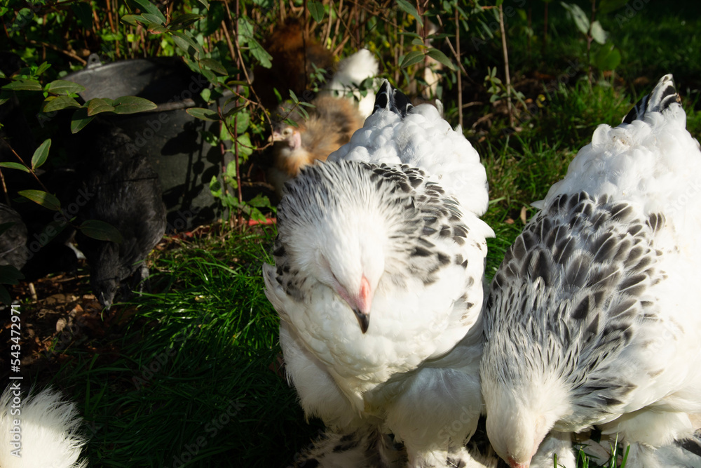 Ayam Cemanida's most expensive chicken in the world Stock Photo | Adobe ...