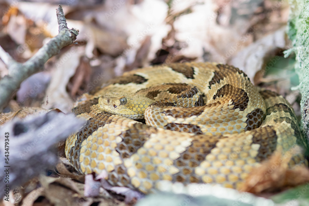 Yellow/light Phase Timber Rattlesnake (Crotalus horridus) Northeastern ...