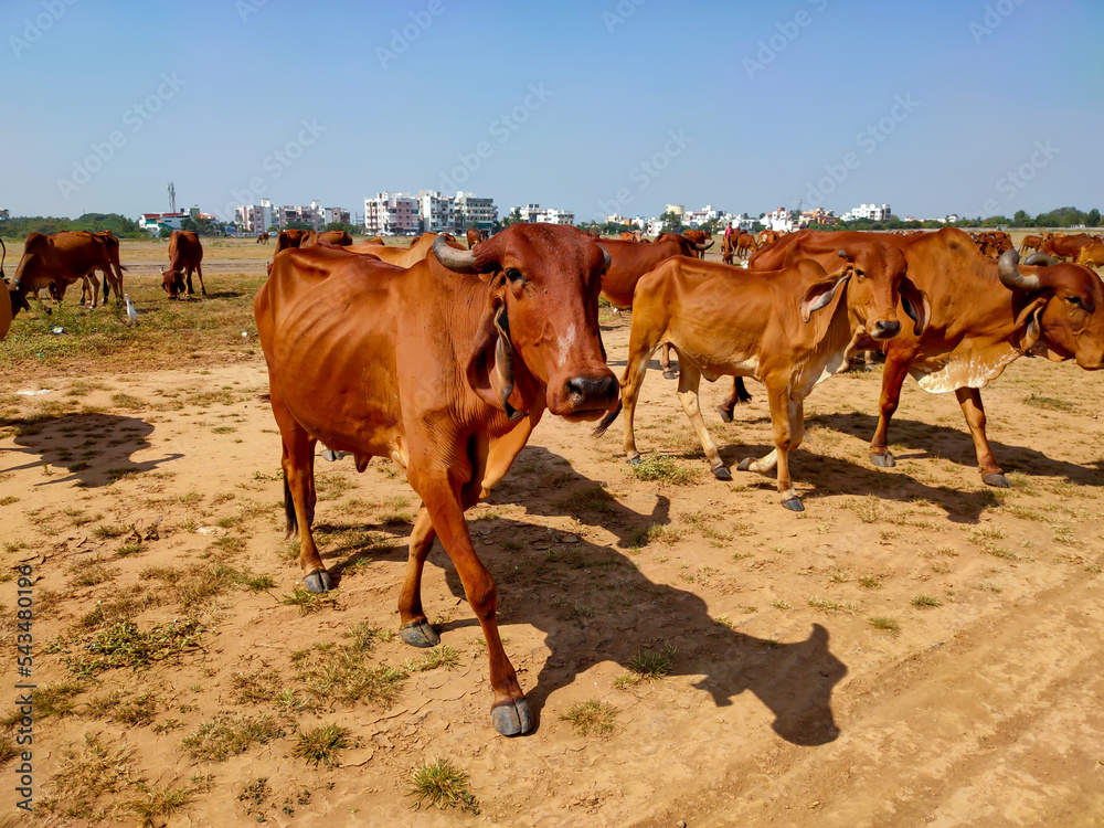 Desi gir cows of India. The cows are walking meadow. Stock Photo ...