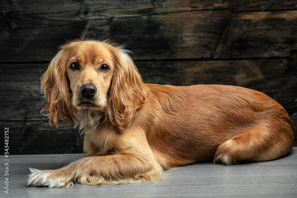 Cocker Spaniel Puppy laying down on a dark background, Long banner ...