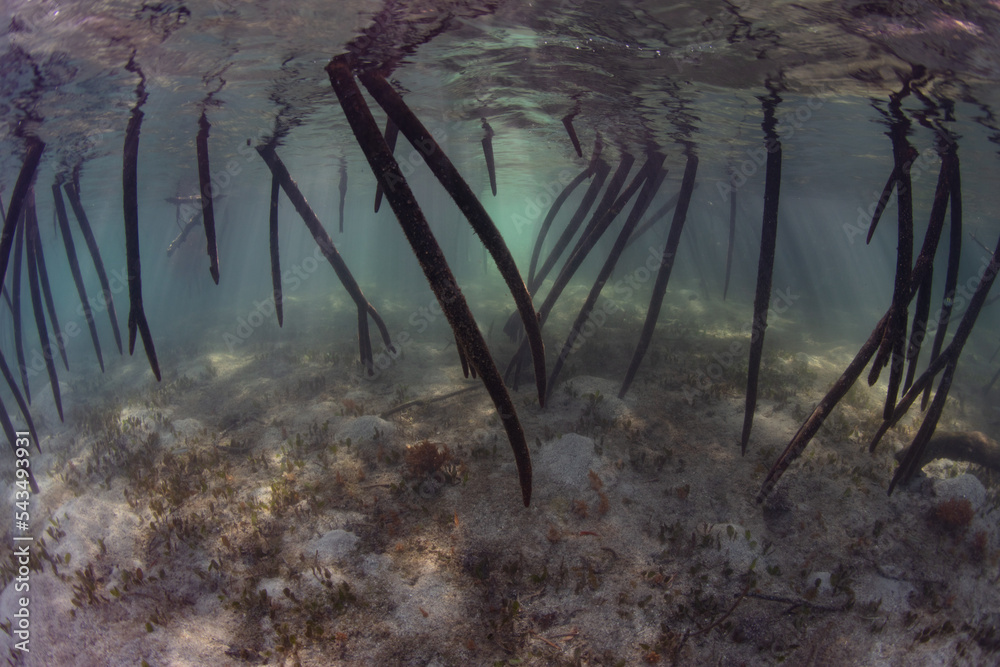 Red mangrove roots descend into the water in a healthy Indonesian ...
