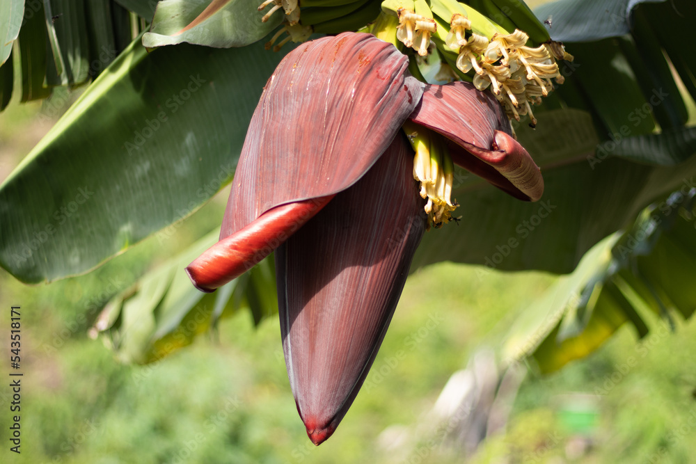 Beautiful cavendish banana flower with blurry background, in Minas ...