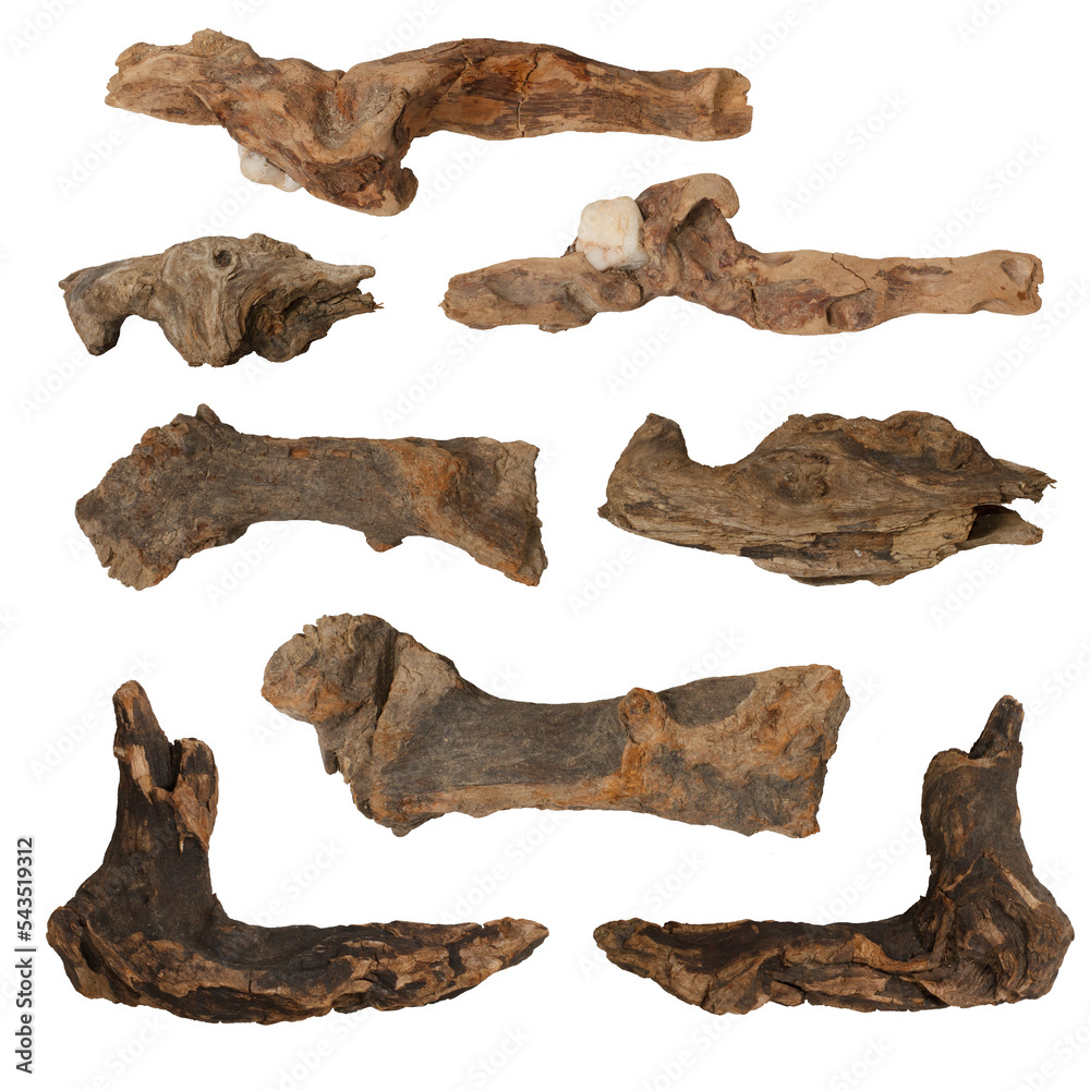 Macro wooden dried roots isolated on transparent background, (high ...