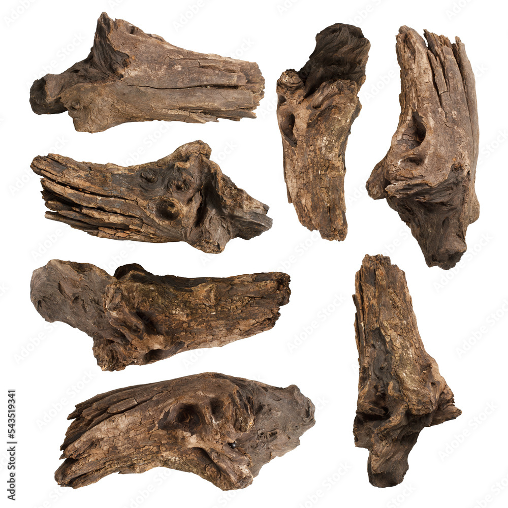 Macro wooden dried roots isolated on transparent background, (high ...