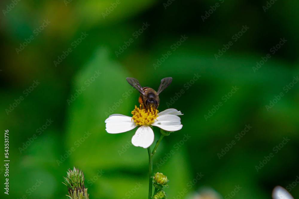 Honey bees comb one by one the yellow flower buds to look for nectar ...