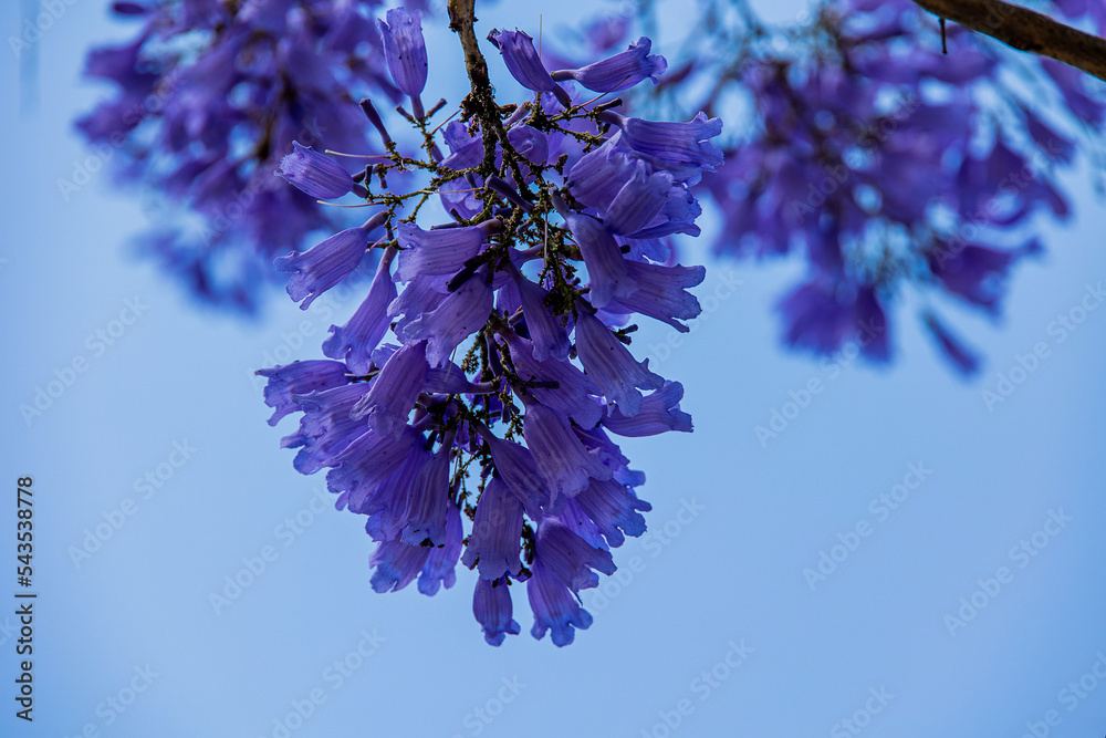 purple jacaranda flower mimosifolia on a tree on a spring day Stock ...