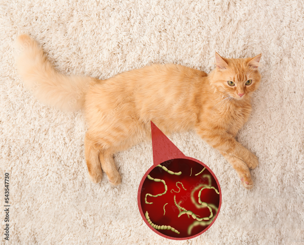 Cute cat and illustration of helminths under microscope on carpet at ...