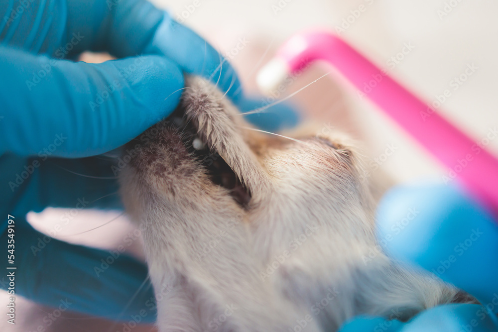 Veterinarian specialist holding small tiny dog and cleaning whitening ...