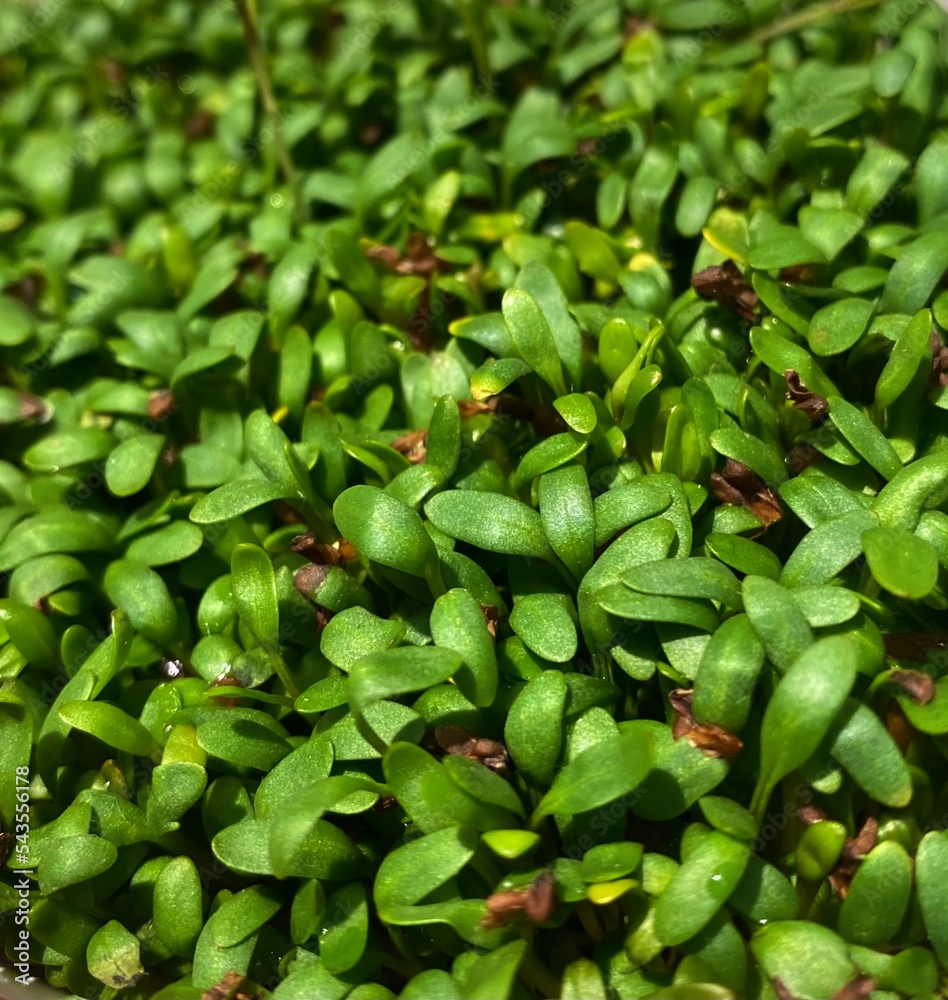 Microgreen of garden cress, young plants, top view. Micro green sprouts ...