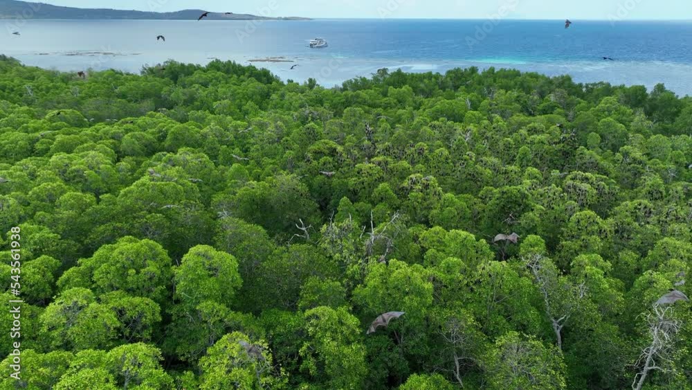 Sunda flying foxes, Acerodon mackloti, fly over the canopy of a remote ...