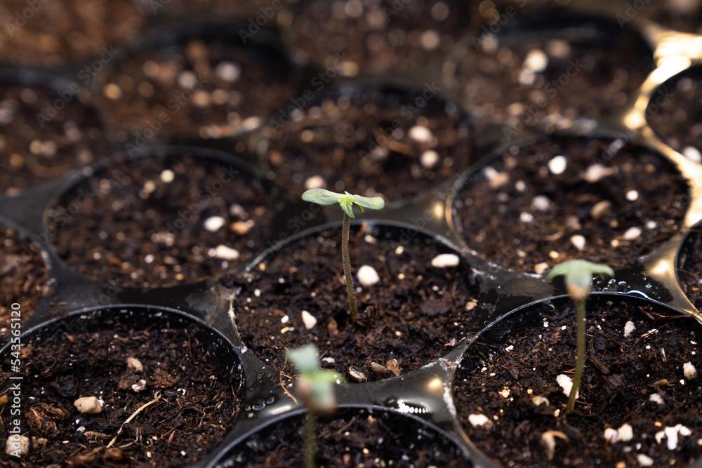 Closeup seedlings, cannabis seedling in a soil-filled planting tray ...