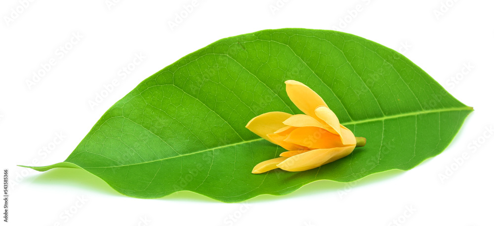 Yellow chempaka flowers with leaves on white background. Stock Photo ...