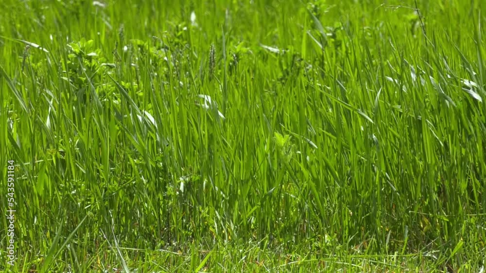 Making silage grass. Multi-cut Silage production. Farmland with grass ...