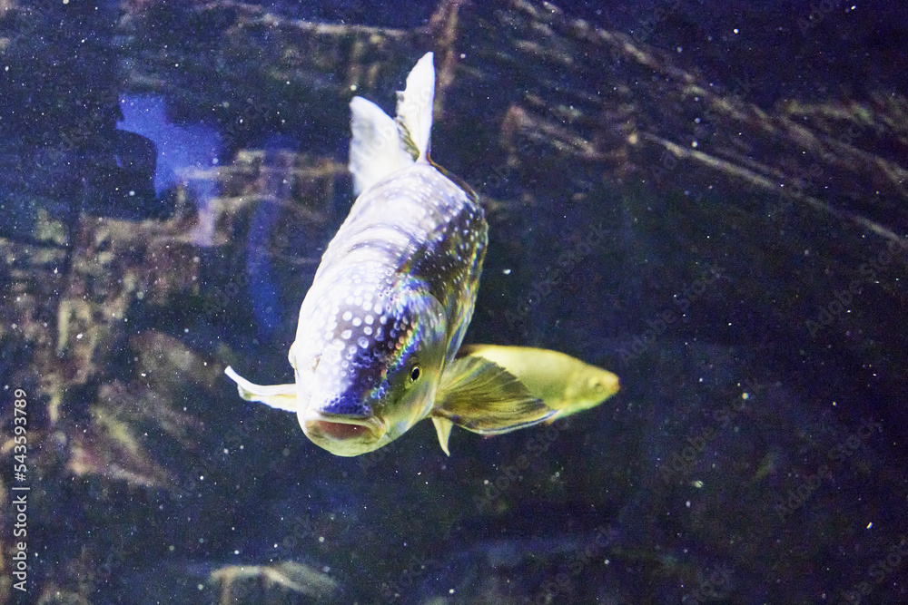 The white cupid Ctenopharyngodon idella is a species of ray-finned fish ...