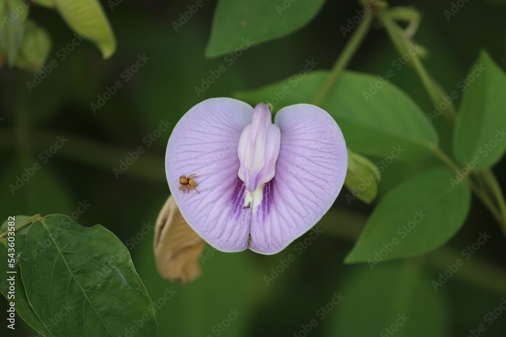 Foto de Centrosema virginianum is known by the common names of Spurred ...