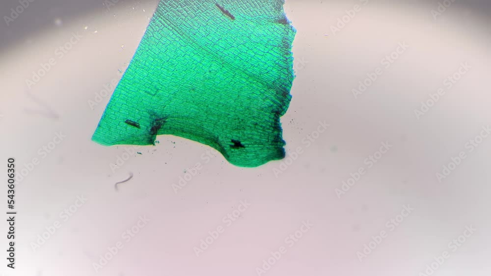 Leaf of hydrilla verticillata in longitudinal section under microscope ...