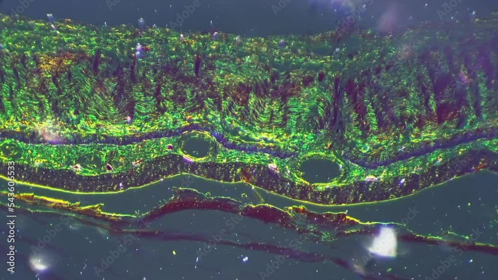 Vidéo Stock Sample of animal epidermal cells under microscope magnified ...