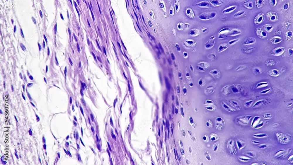 Bone cell in section macro slide filmed under microscope 400x on bright ...